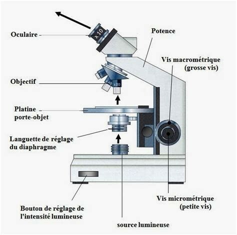 Méthodes de préparation de matériel vivant et d'observation microscopique [Les caractéristiques ...